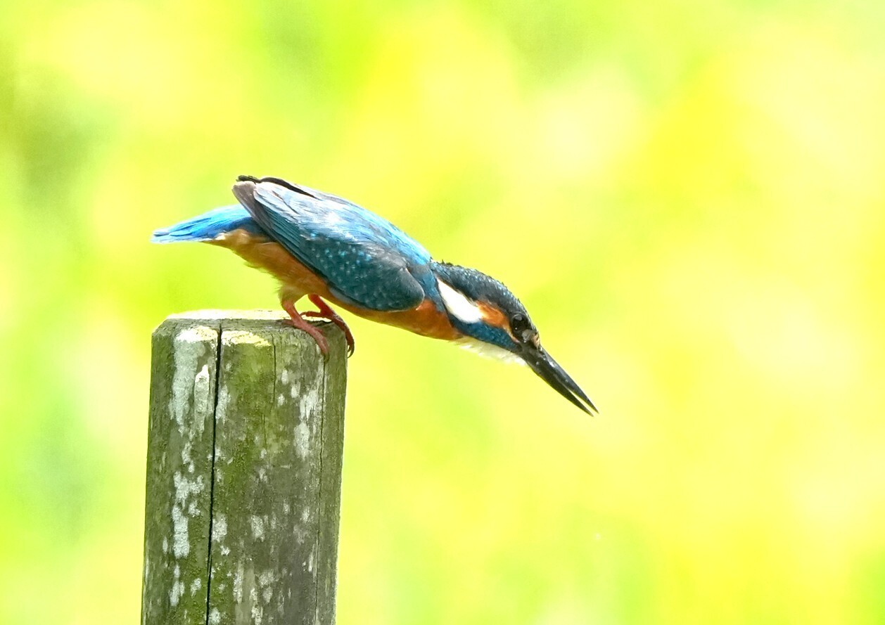 617 カワセミ三昧: おらが村のサルの記